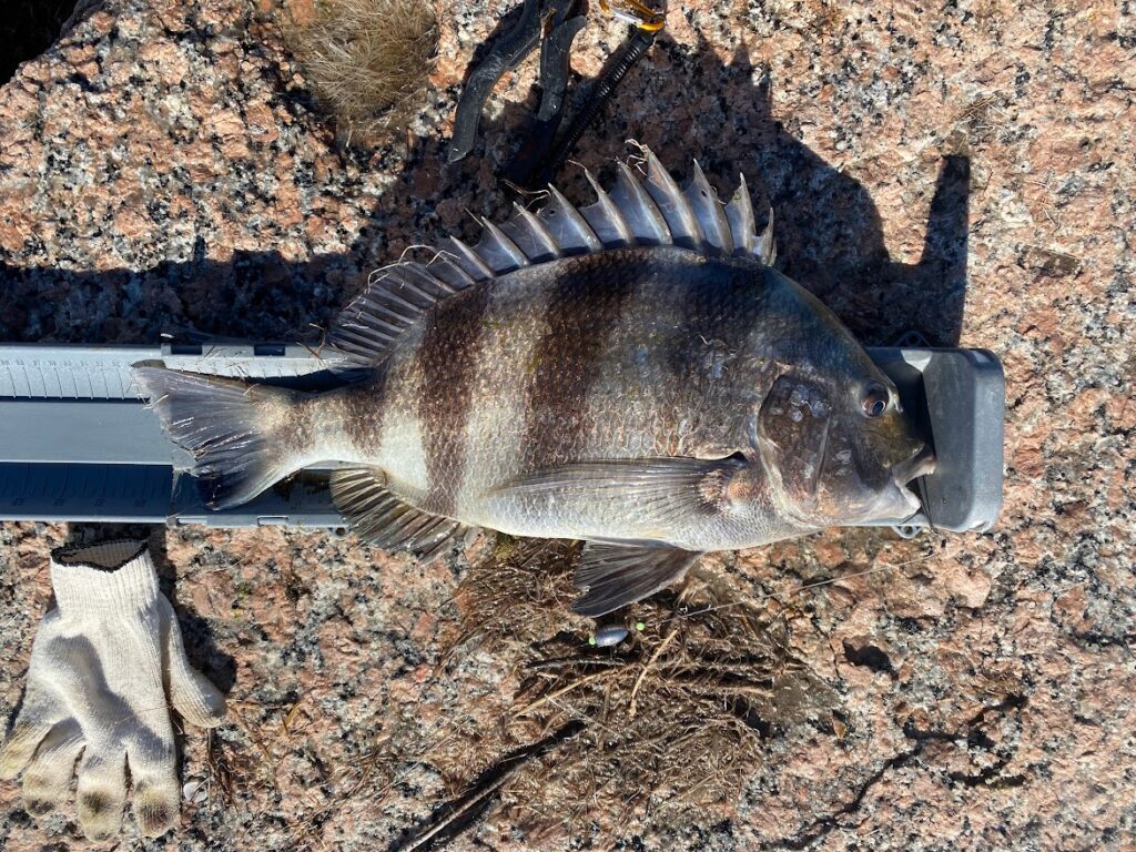 Sheepshead Rigs – Yong Chang's TX Life